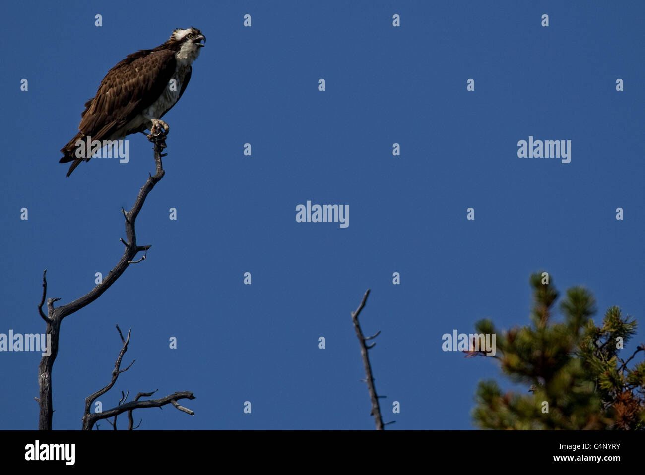 Osprey perched on branch hi-res stock photography and images - Alamy