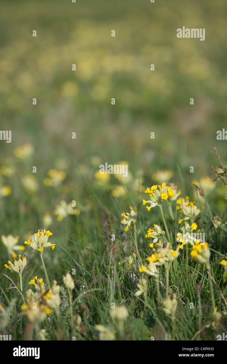 Cowslips grow in abundance on Michael Poland's1200 acre farm Stock ...