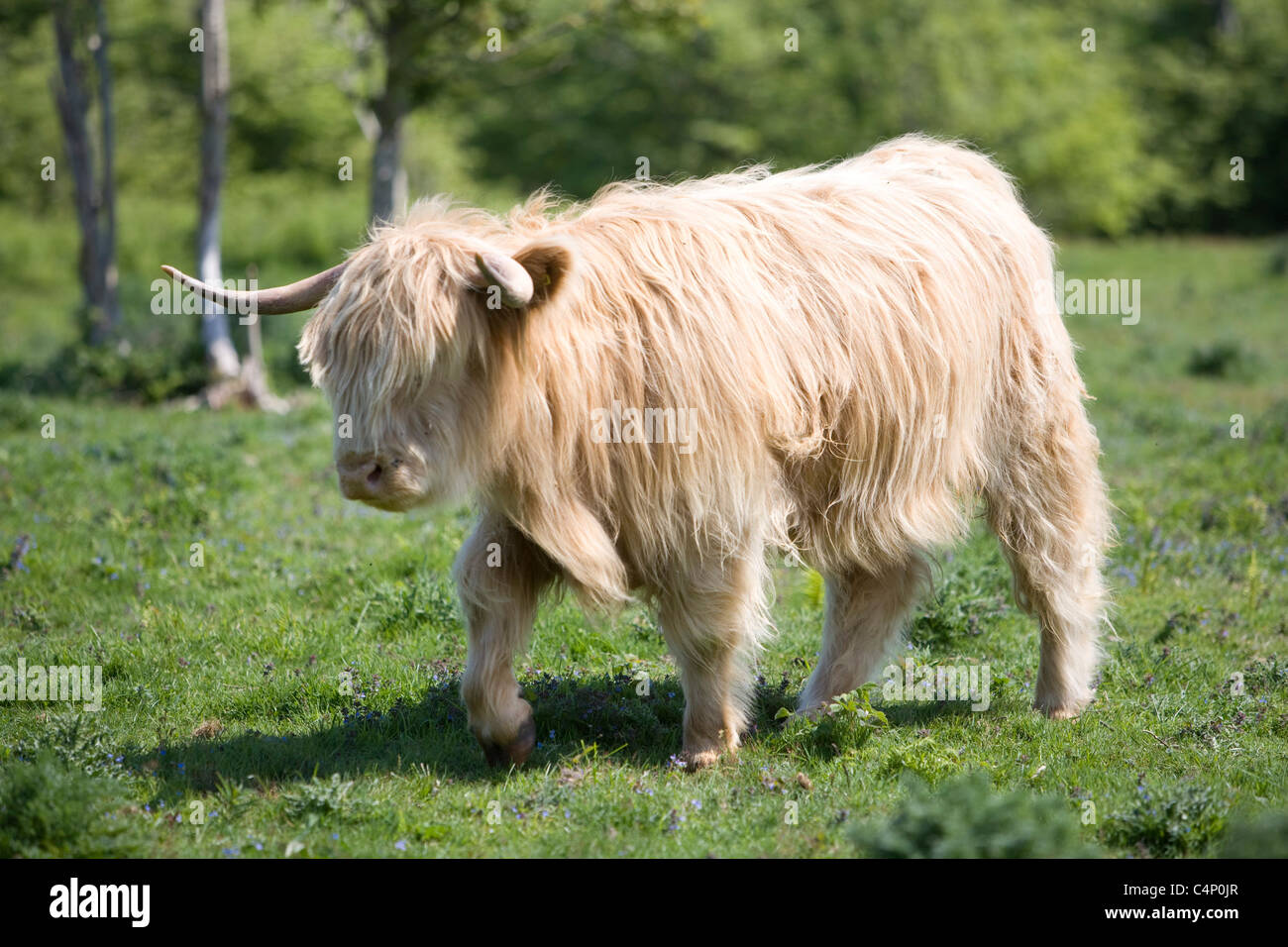 Michael Poland's1200 acre farm on the Isle of Wight Stock Photo - Alamy