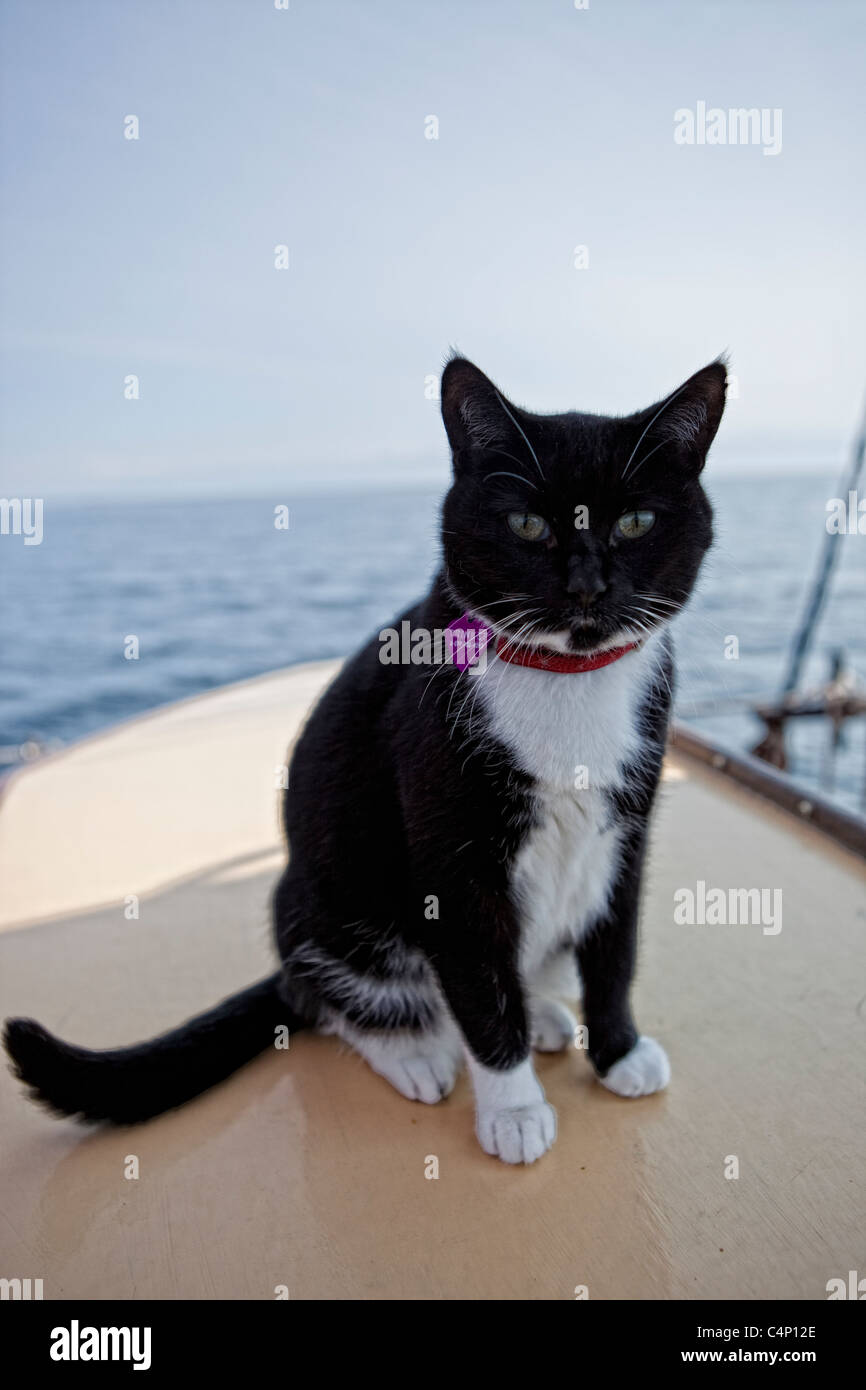 Cat on a boat, Victoria, Vancouver Island, British Columbia, Canada ...