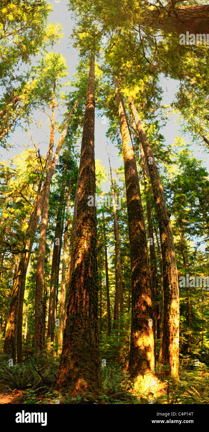 Cathedral Grove, MacMillan Provincial Park, Vancouver Island, British ...