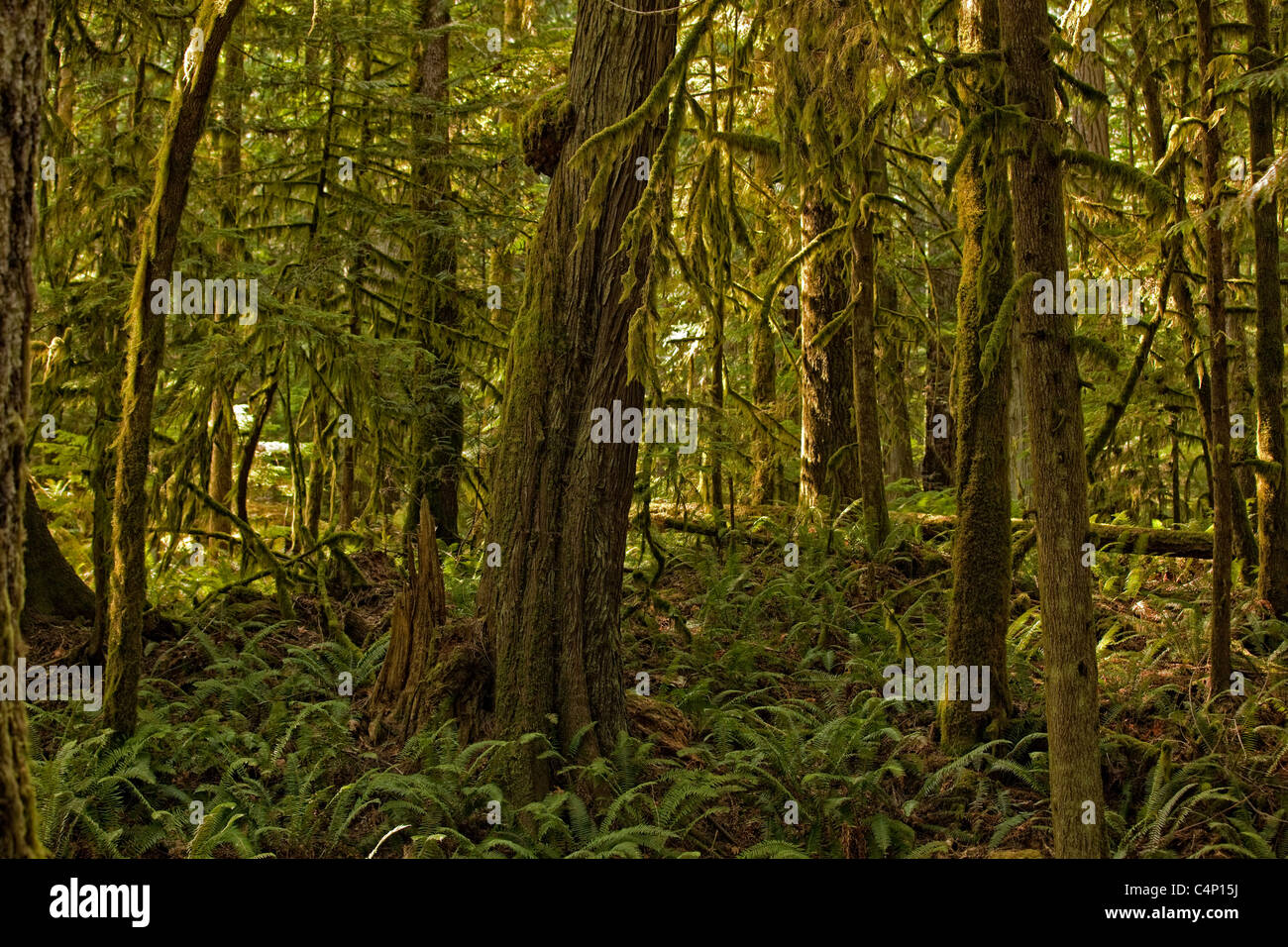 Cathedral Grove, MacMillan Provincial Park, Vancouver Island, British ...