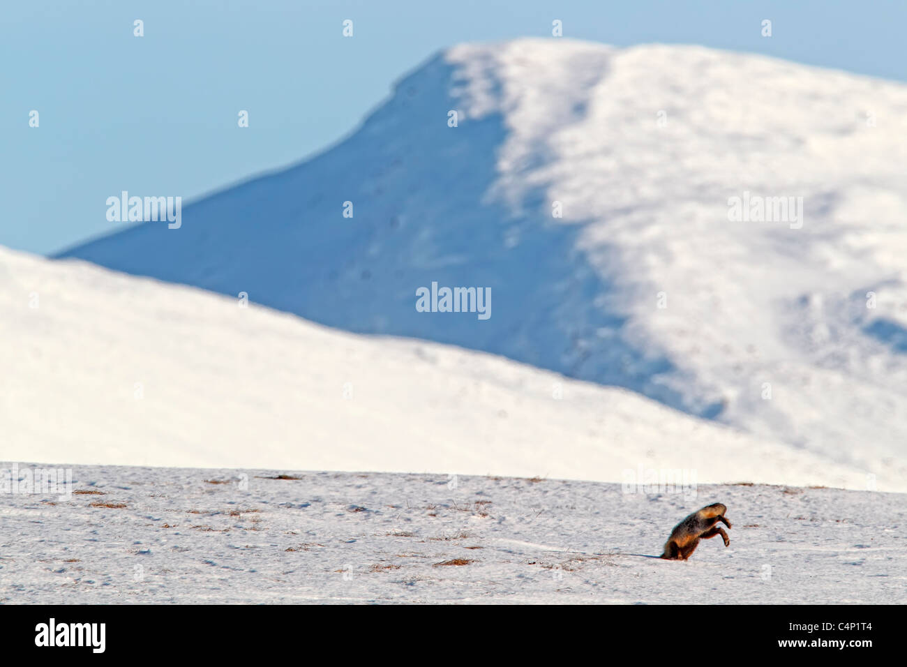 A fox plunges headfirst into the snow hunting for mice, Dempster ...