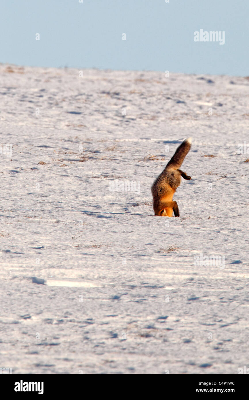 A fox plunges headfirst into the snow hunting for mice, Dempster ...