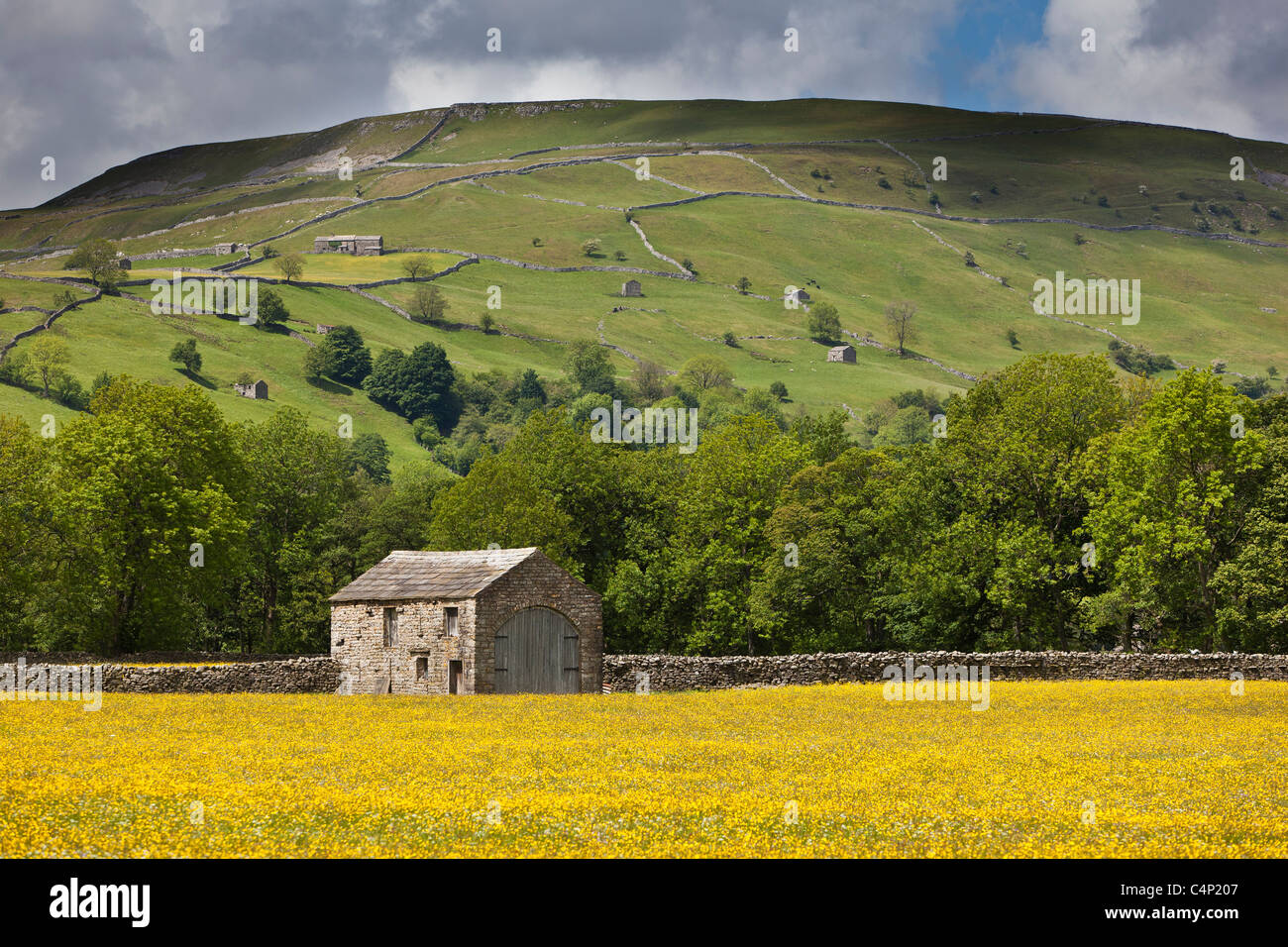 Swaledale stone barns and buttercup meadow in front of Kisdon Hill ...