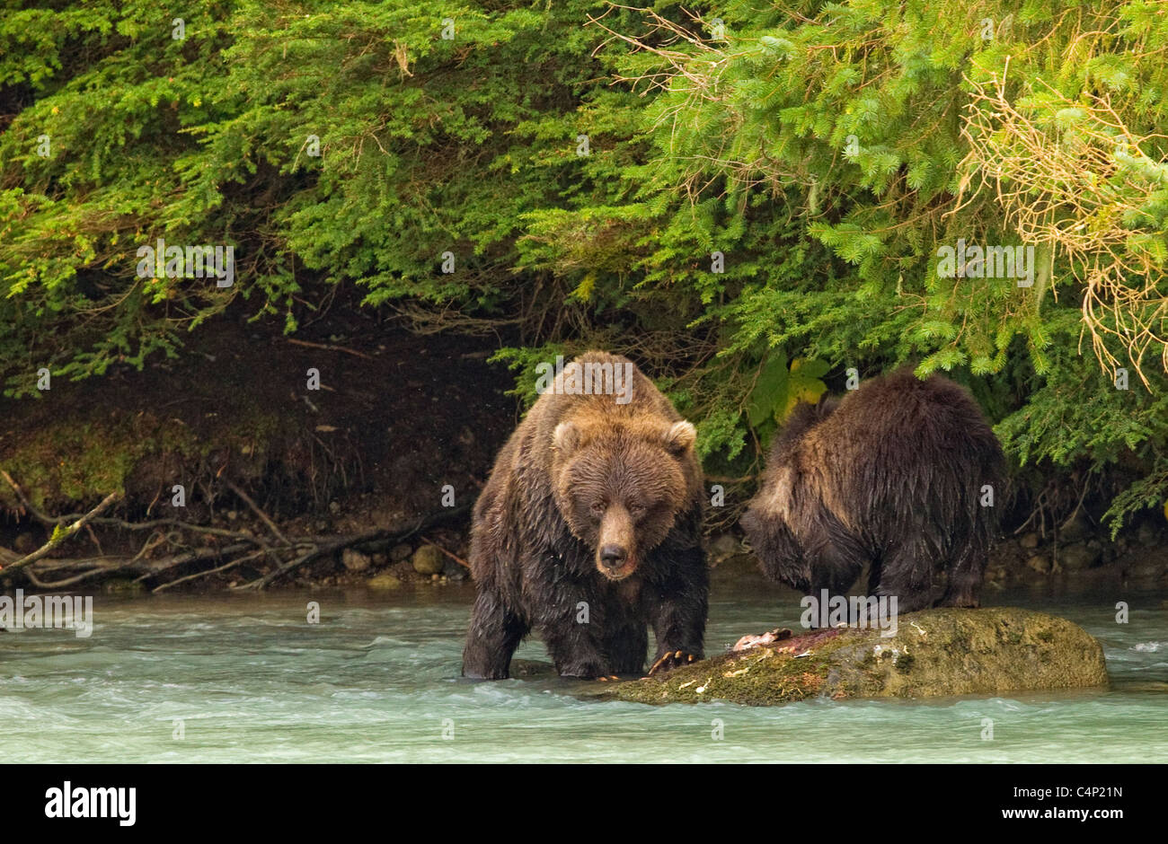 Grizzly bear eating fish with her cub Stock Photo - Alamy