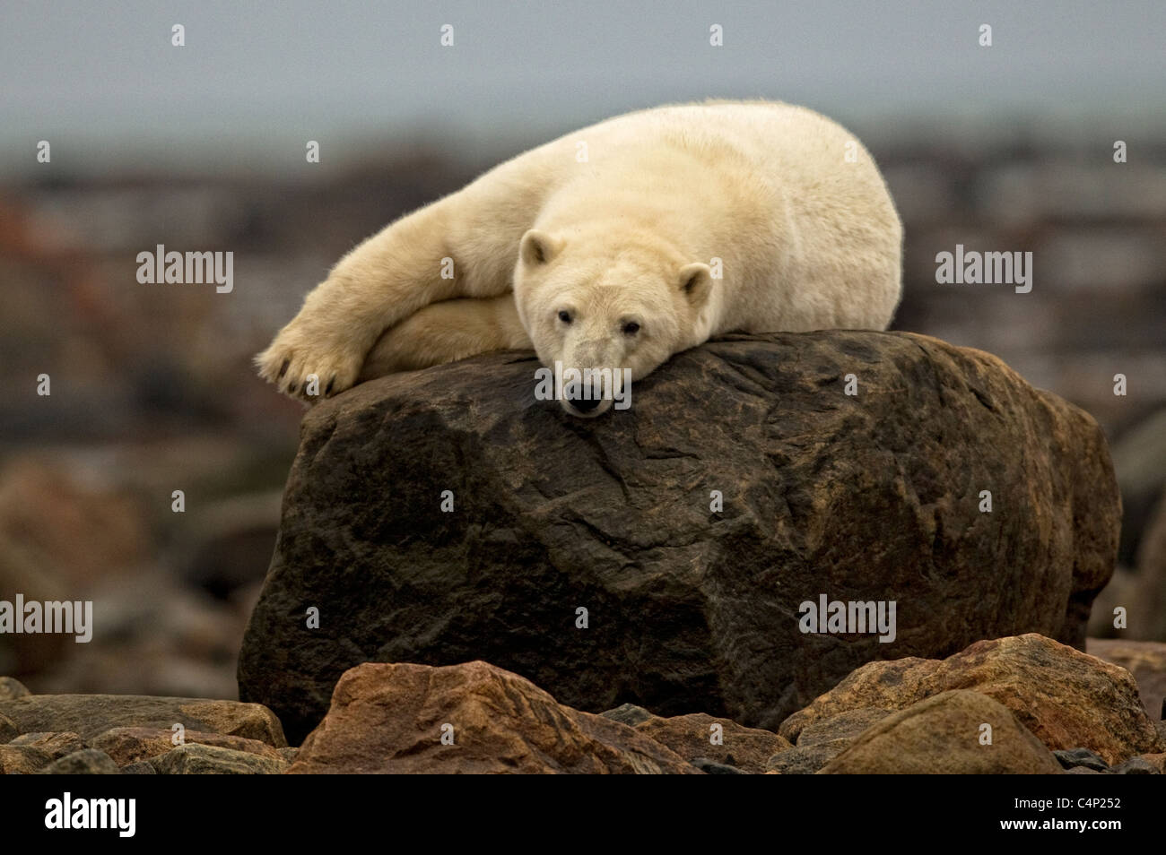 Bear laying on rock, Manitoba, Canada Stock Photo - Alamy