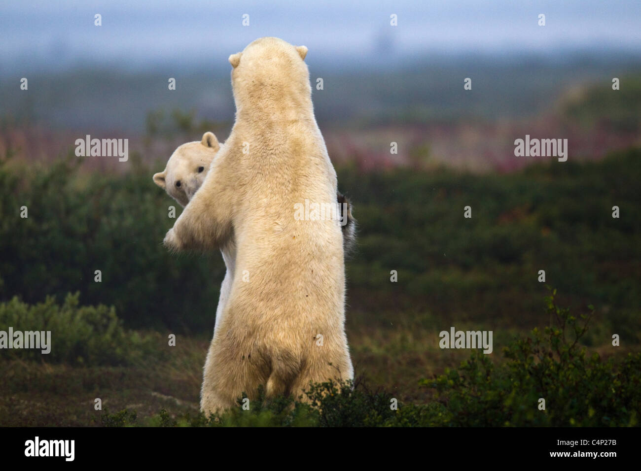 A pair of polar bears sparring, Manitoba, Canada Stock Photo - Alamy