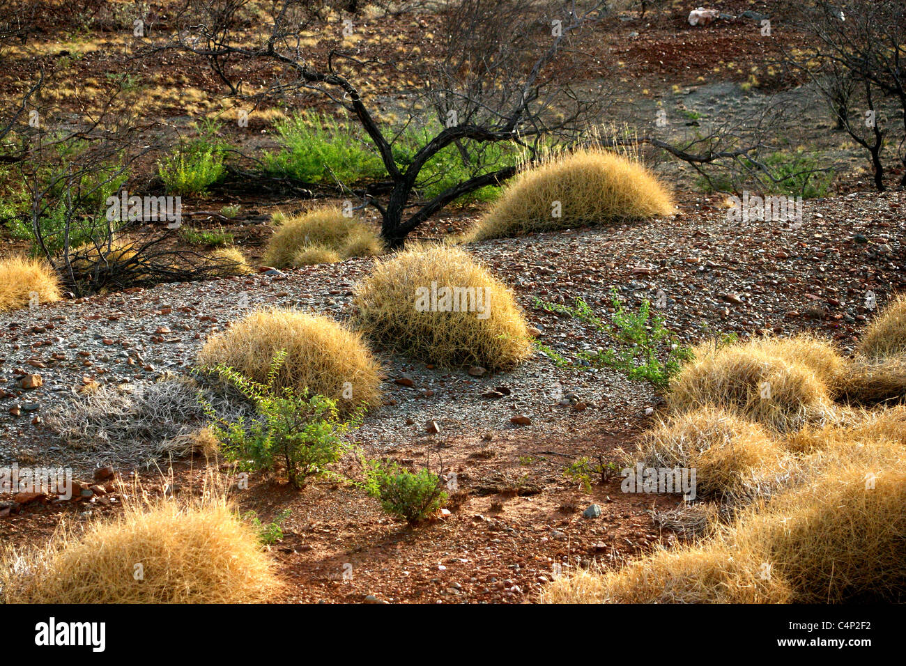 Pilbara plant hi-res stock photography and images - Alamy