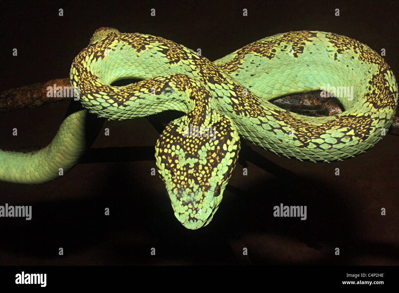 Malabar pit viper trimeresums malbaricus hi-res stock photography and ...