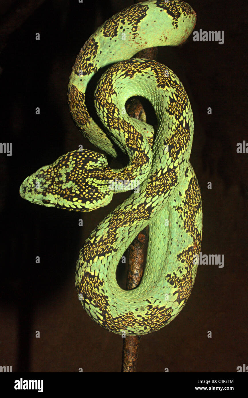 MALABAR PIT VIPER Trimeresums malbaricus Venomous Common Stock Photo ...