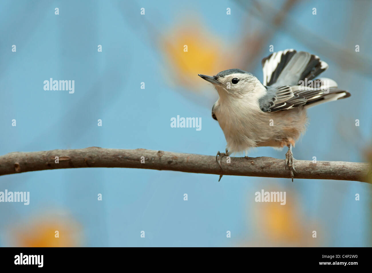 Eastern Nuthatch High Resolution Stock Photography and Images - Alamy