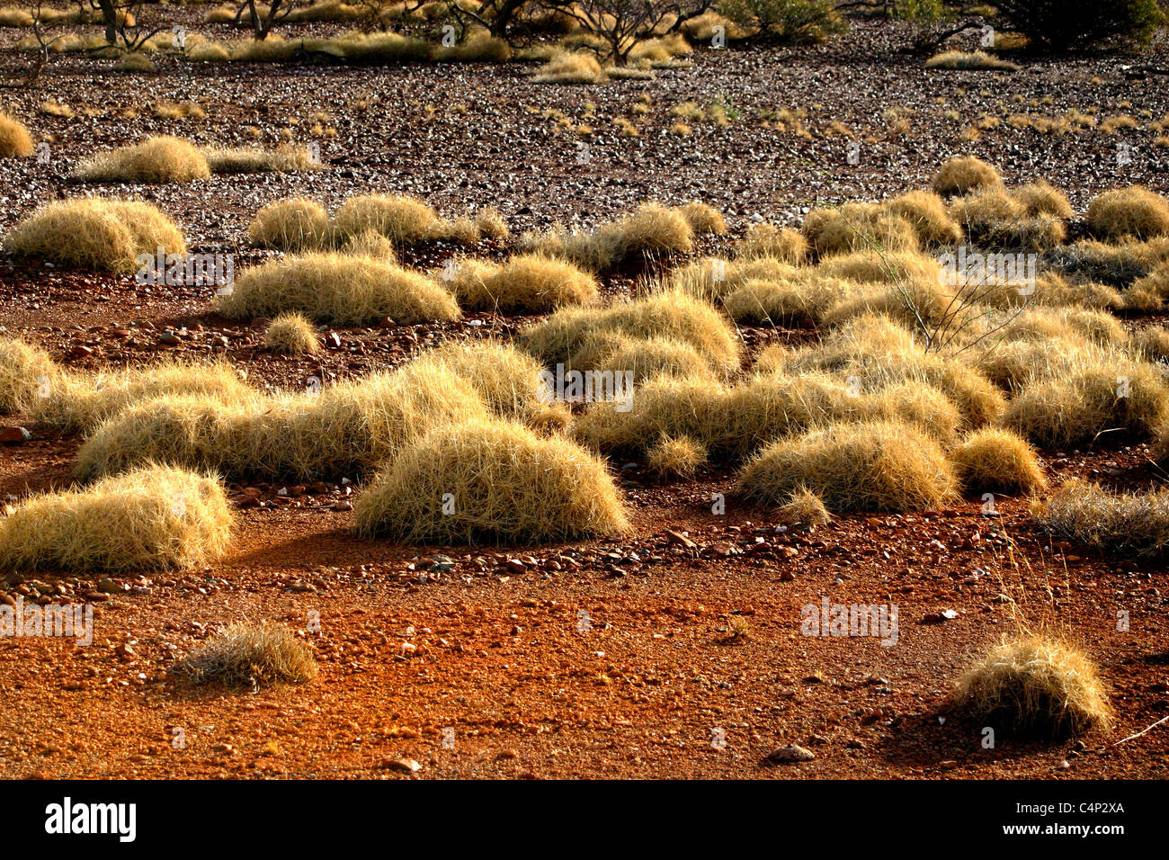 Pilbara plant hi-res stock photography and images - Alamy