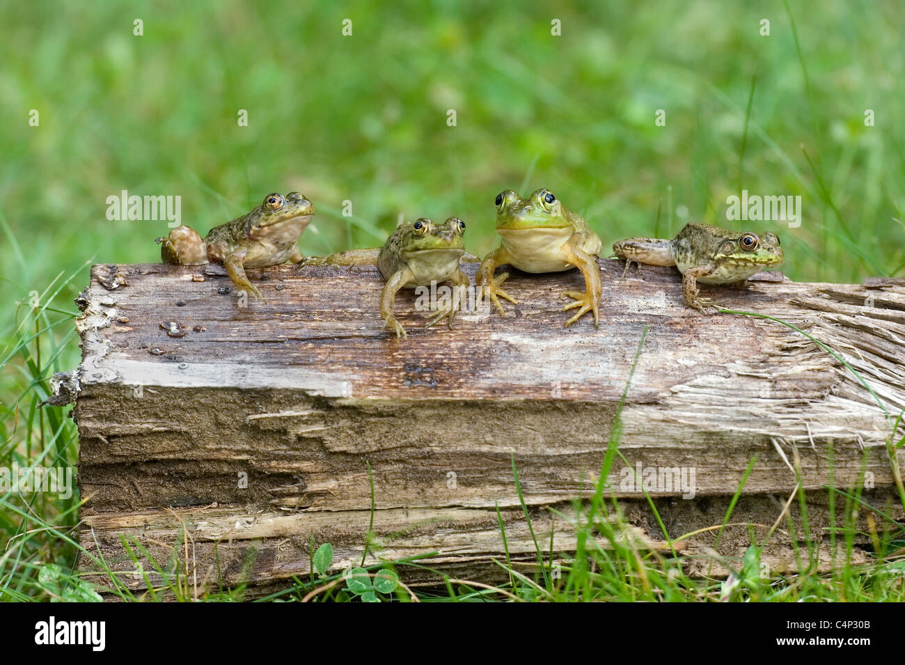 Four small bullfrogs on a log Stock Photo - Alamy
