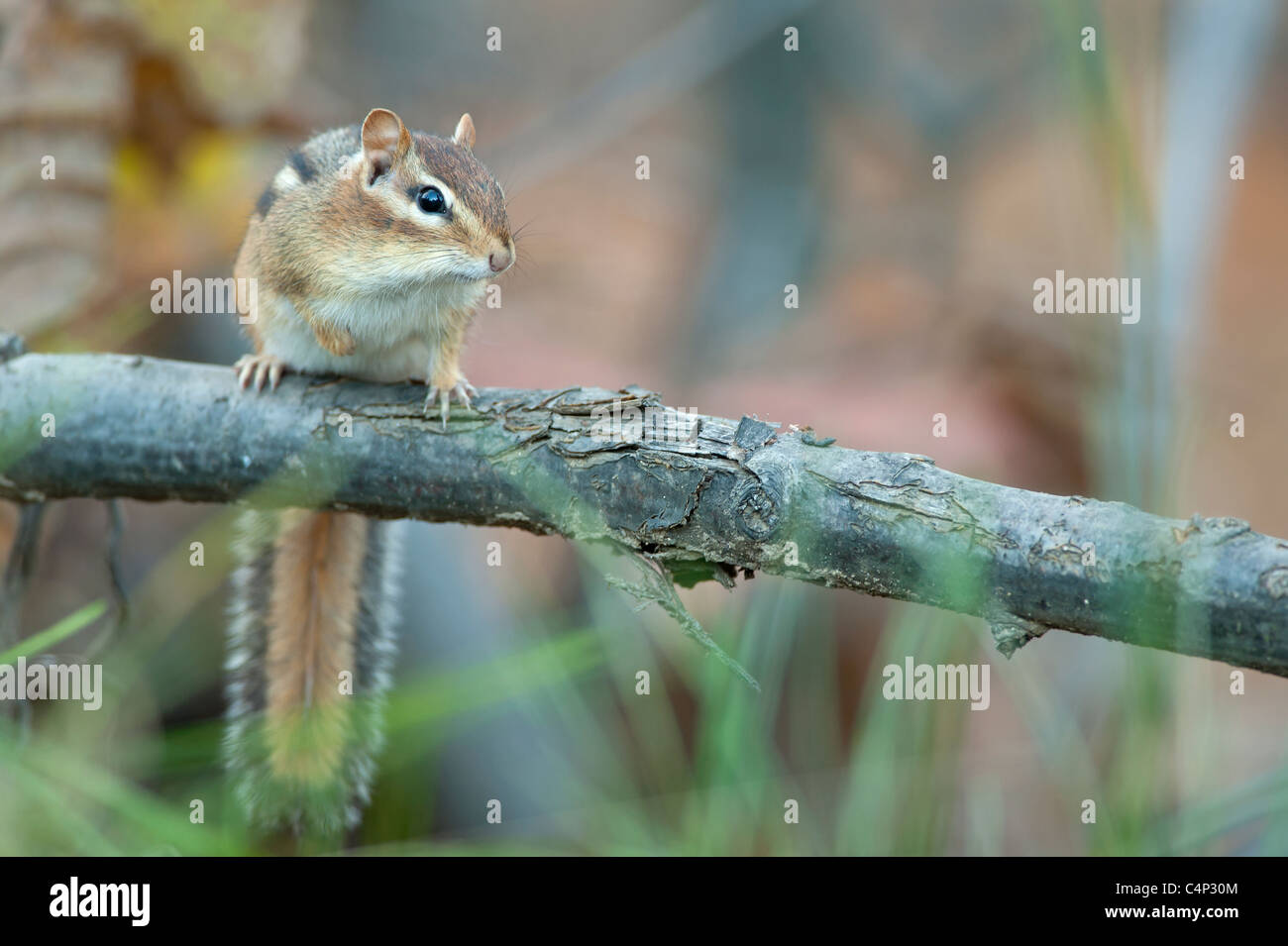 Chipmunk canada hi-res stock photography and images - Alamy