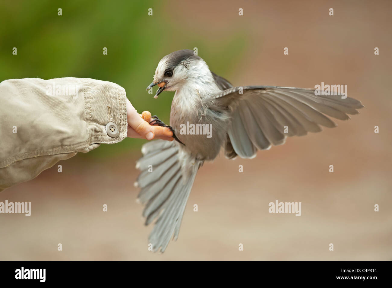 Hand of young boy feeding peanuts to gray jay in Algonquin Provincial ...