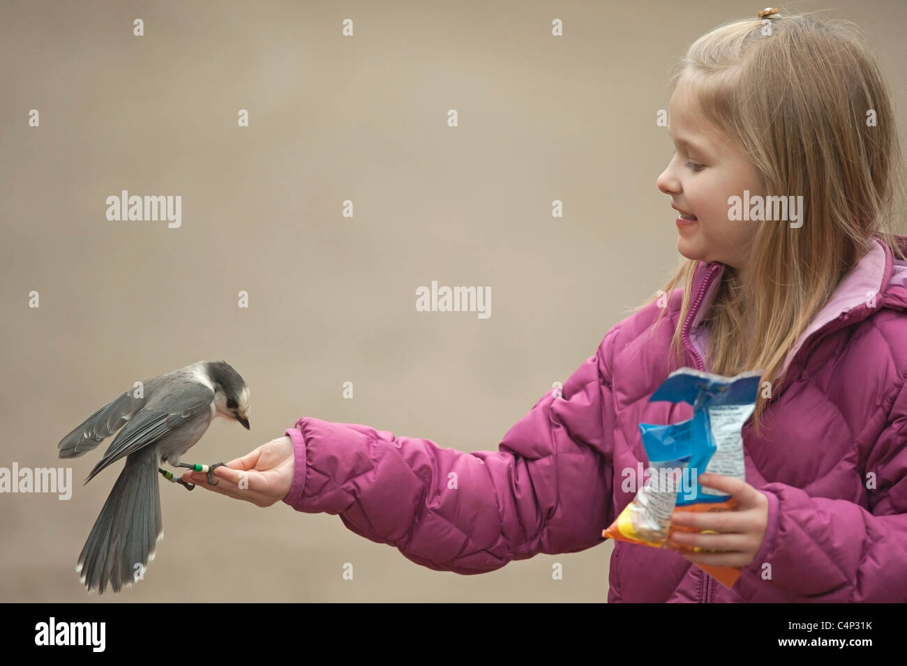 Young girl feeding peanuts to a gray jay in a light rain, Algonquin ...
