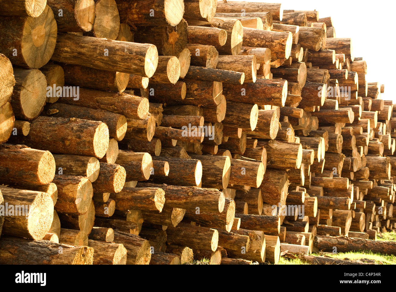 Cedar logs in sawmill hi-res stock photography and images - Alamy