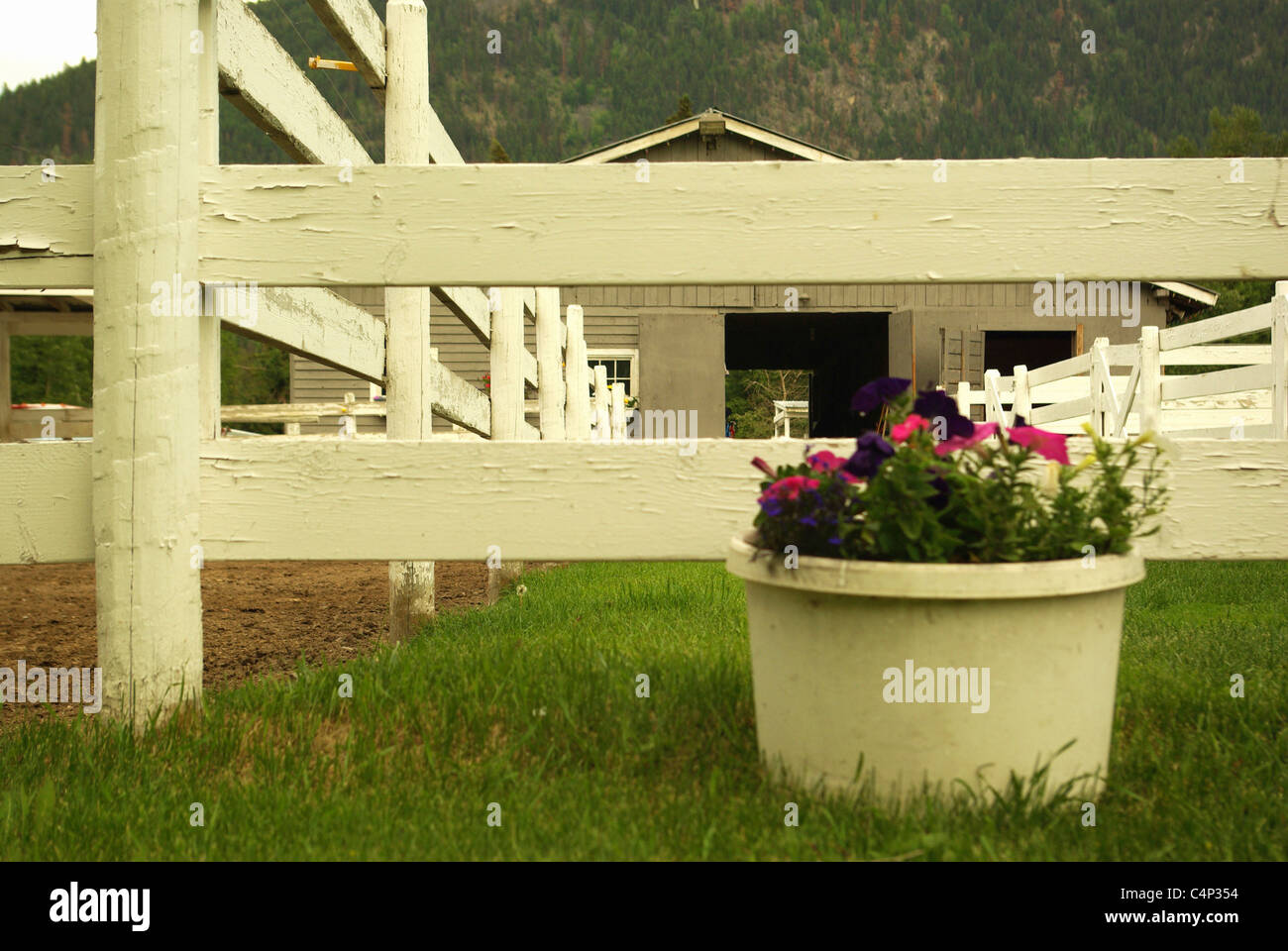 White paddock fence of horse stable and flower pot, Barriere, B.C ...