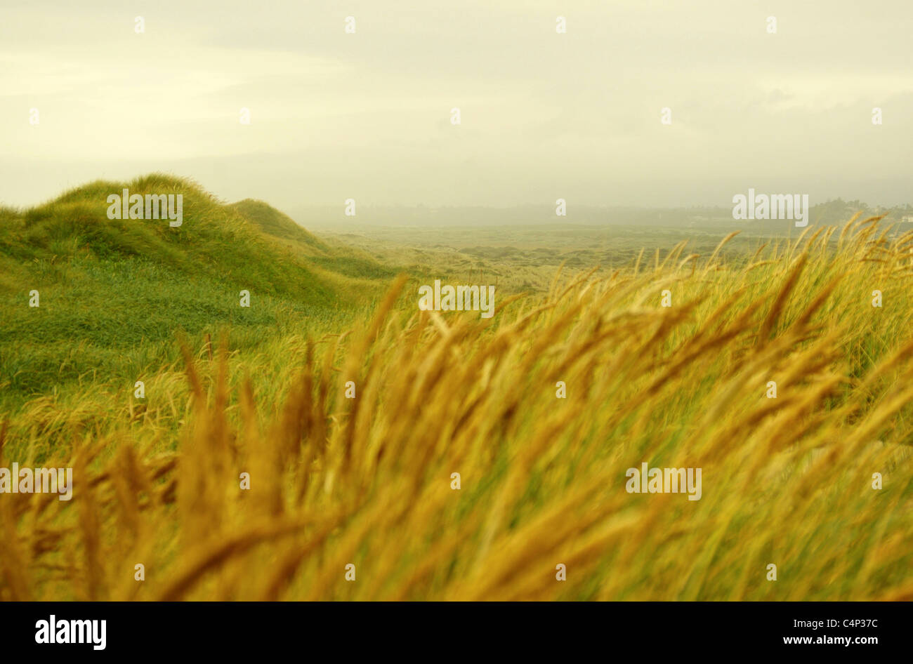 Grass-covered dunes in southern Oregon, USA Stock Photo - Alamy
