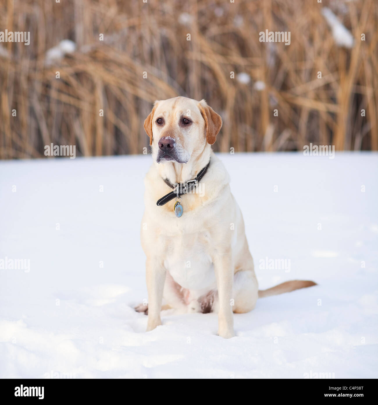 Dog full of snow hi-res stock photography and images - Alamy