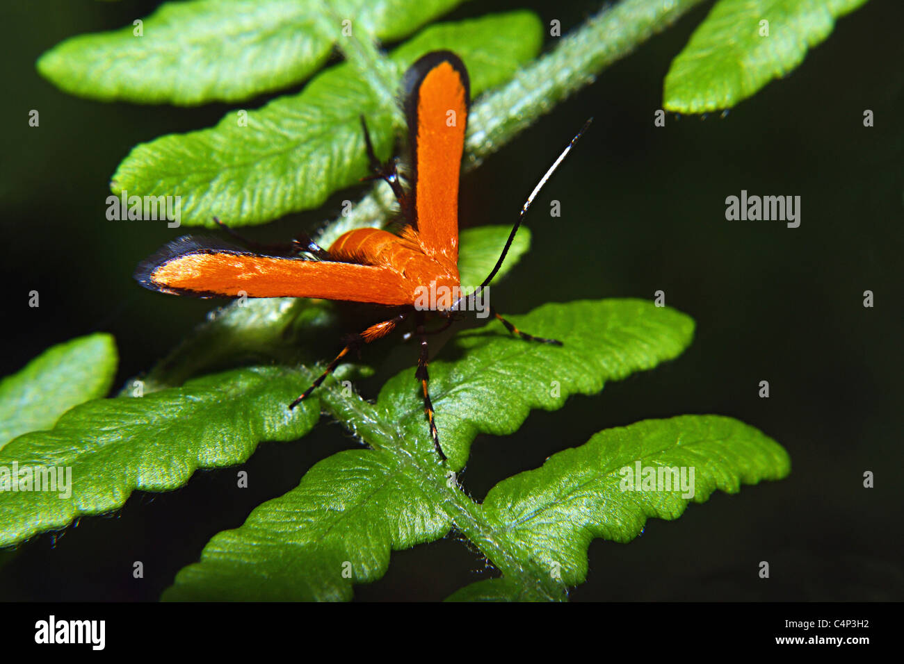 Wasp on the leaf hi-res stock photography and images - Alamy
