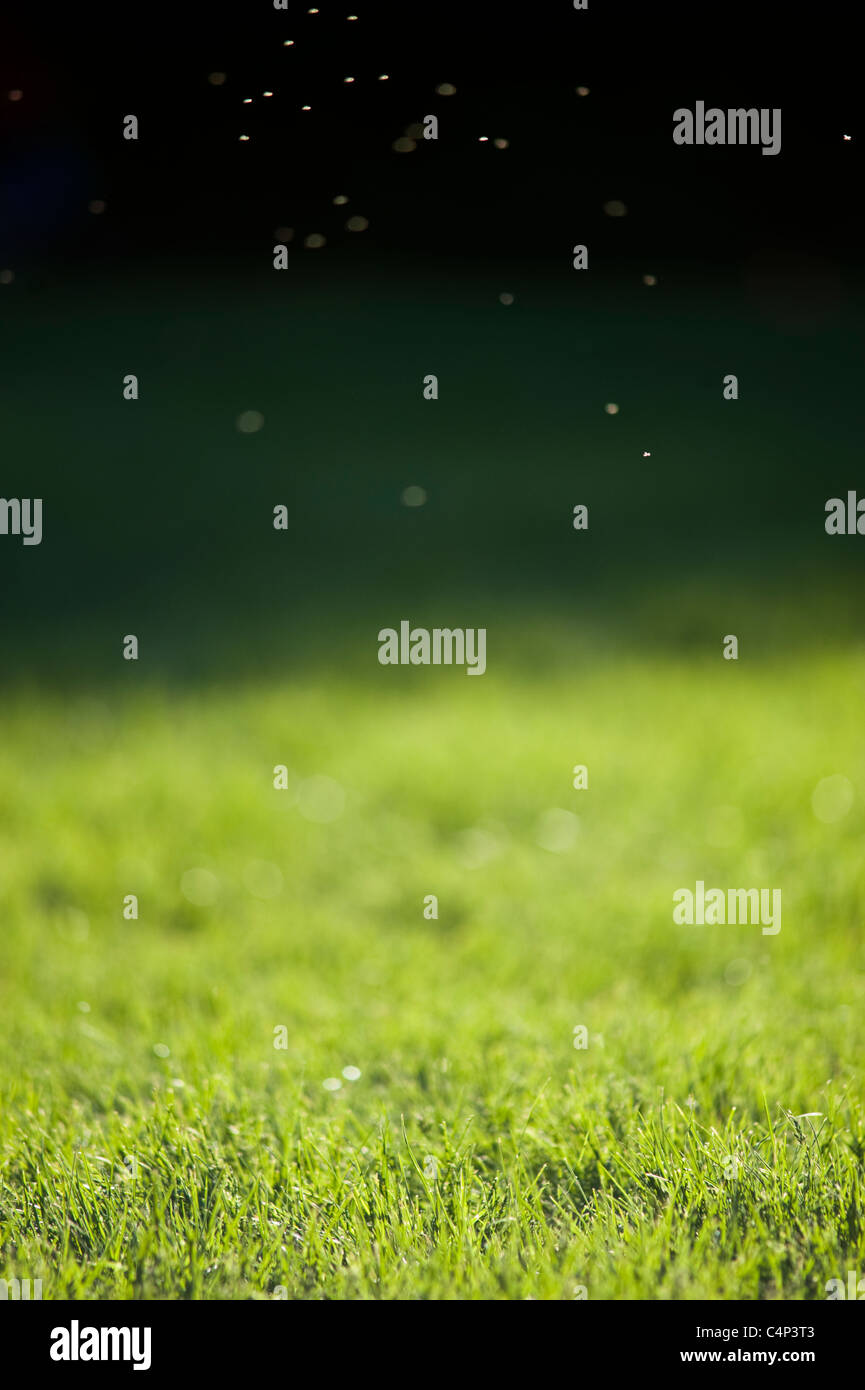 Rain falling on grass at night Stock Photo - Alamy