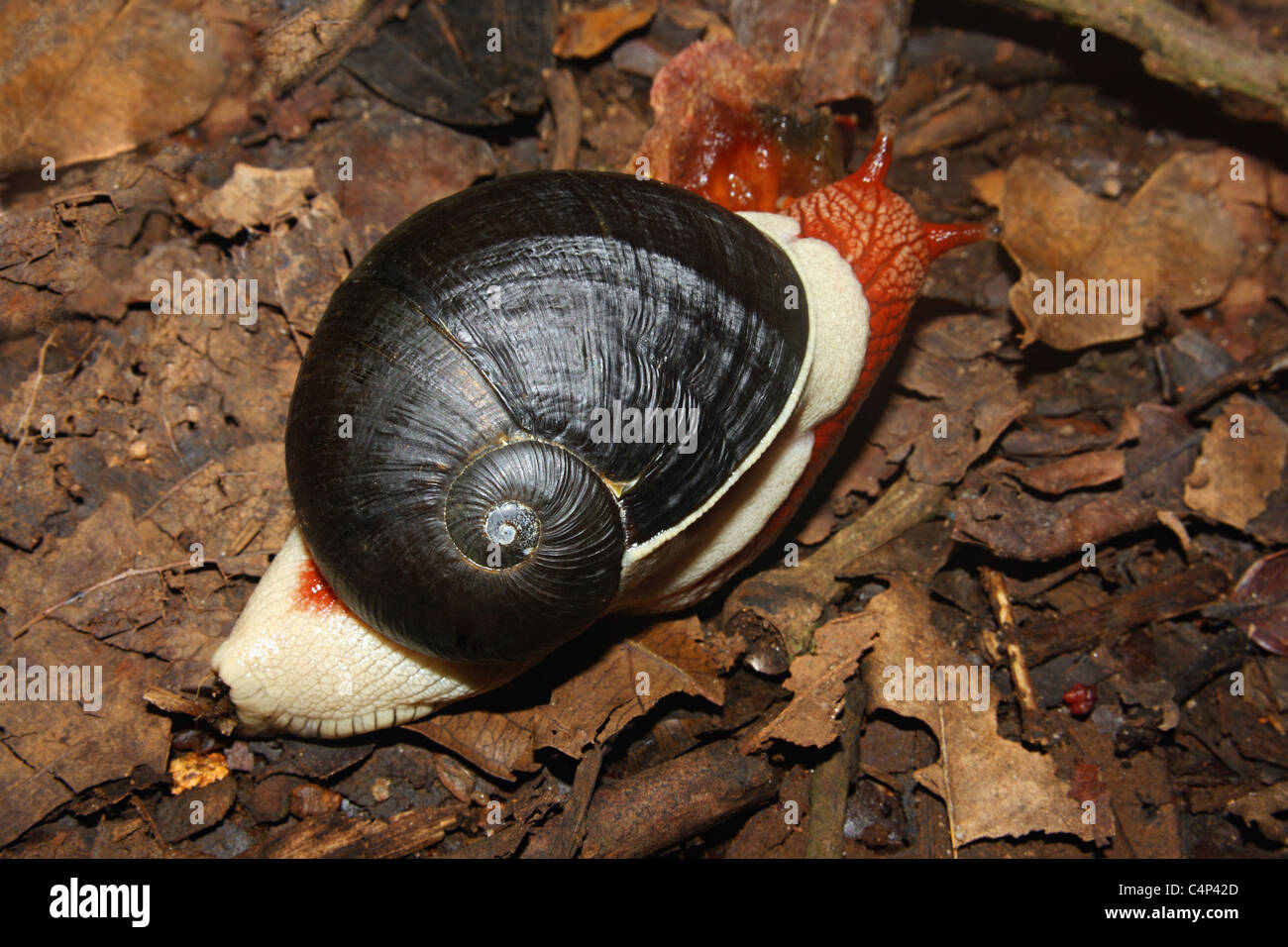 Snail with a black shell Stock Photo - Alamy