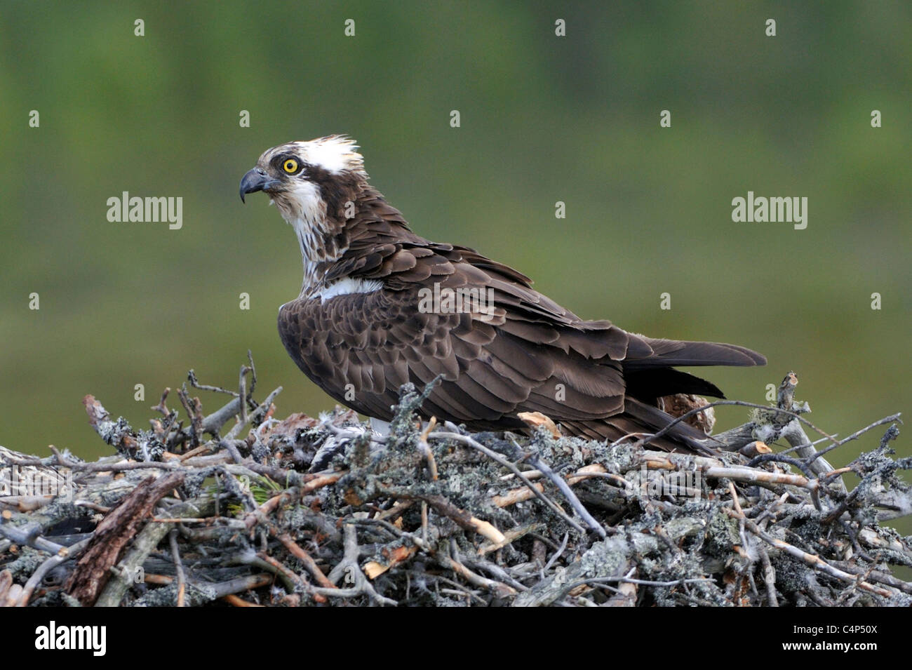 Pandion haliaetus female hi-res stock photography and images - Alamy