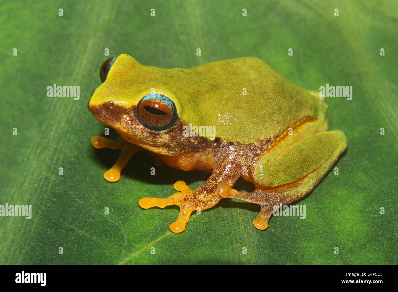 Bush Frog (Raorchestes glandulosus Stock Photo - Alamy