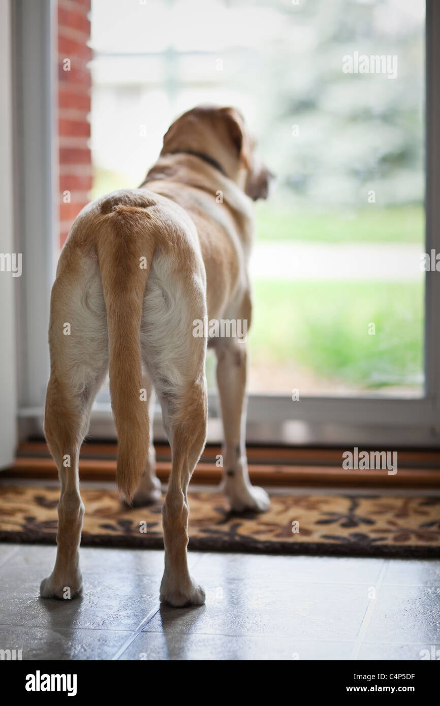Yellow Labrador retriever looking out the front door waiting for his ...