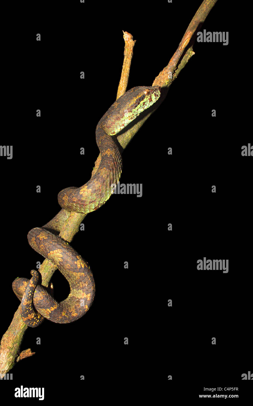 MALABAR PIT VIPER Trimeresums malbaricus Venomous Common Stock Photo ...