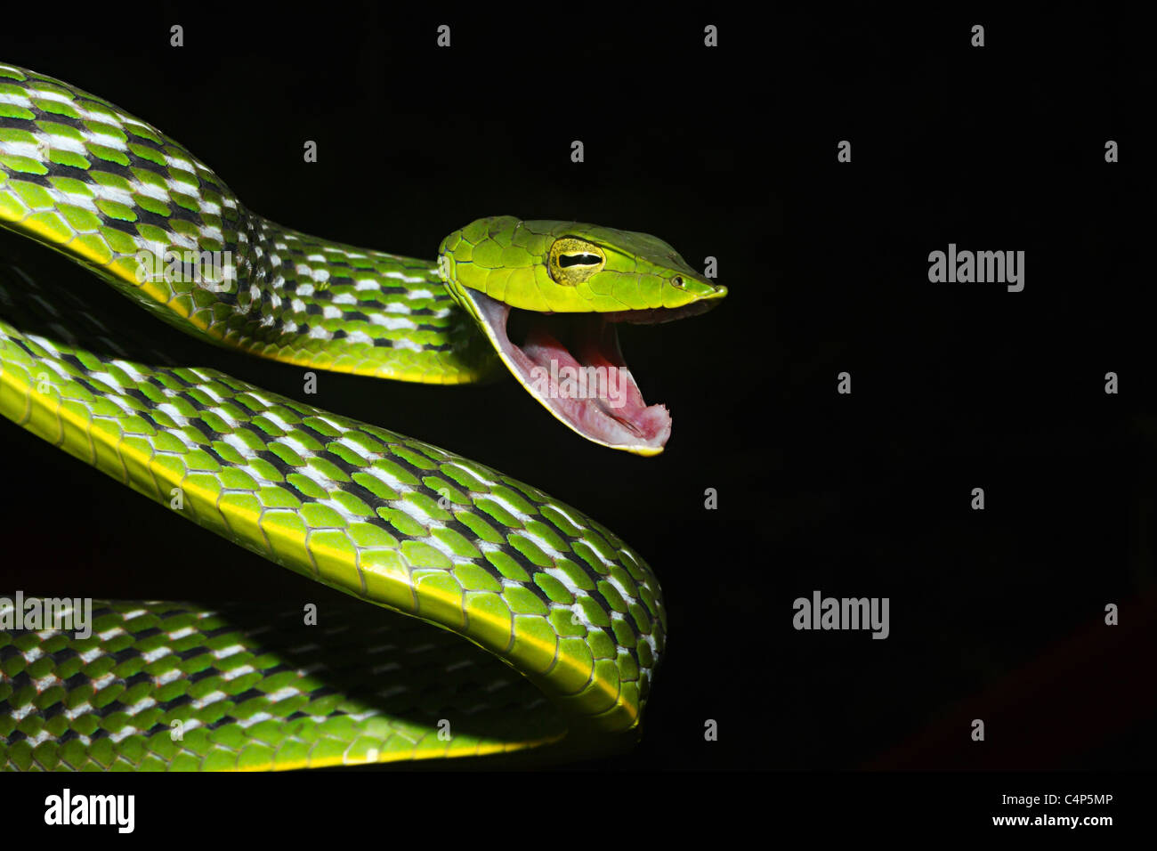 COMMON VINE SNAKE Ahaetulla nasuta Mildly Venomous, Common Stock Photo ...