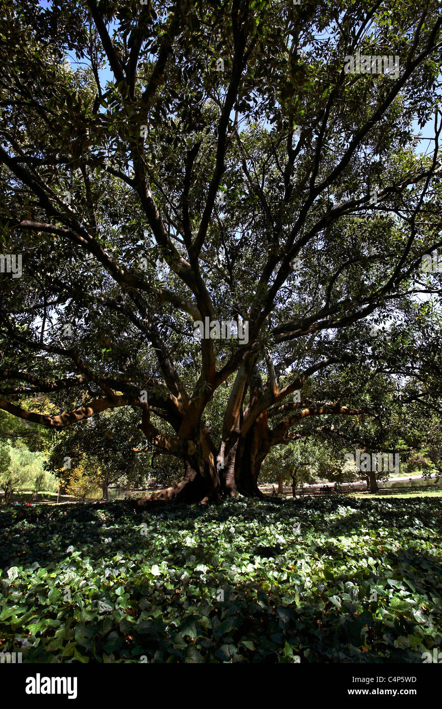 Australian moreton bay fig tree hi-res stock photography and images - Alamy