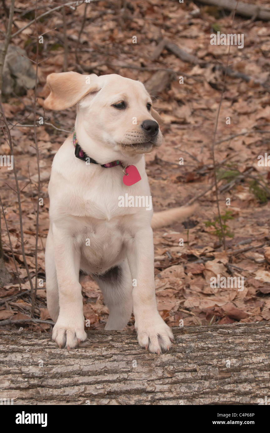 Blowing dog ears hi-res stock photography and images - Alamy