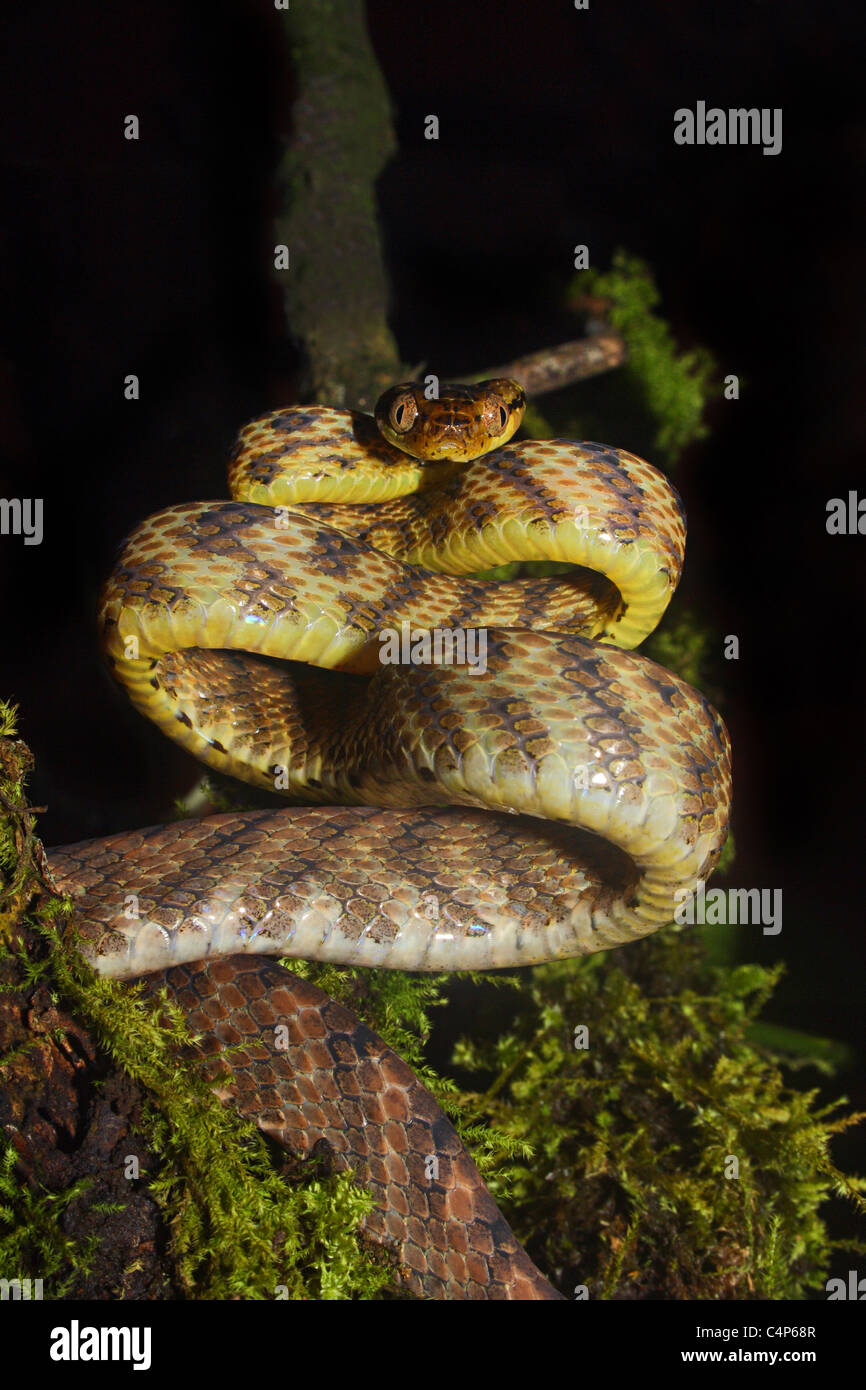 Common cat snake boiga trigonata hi-res stock photography and images ...