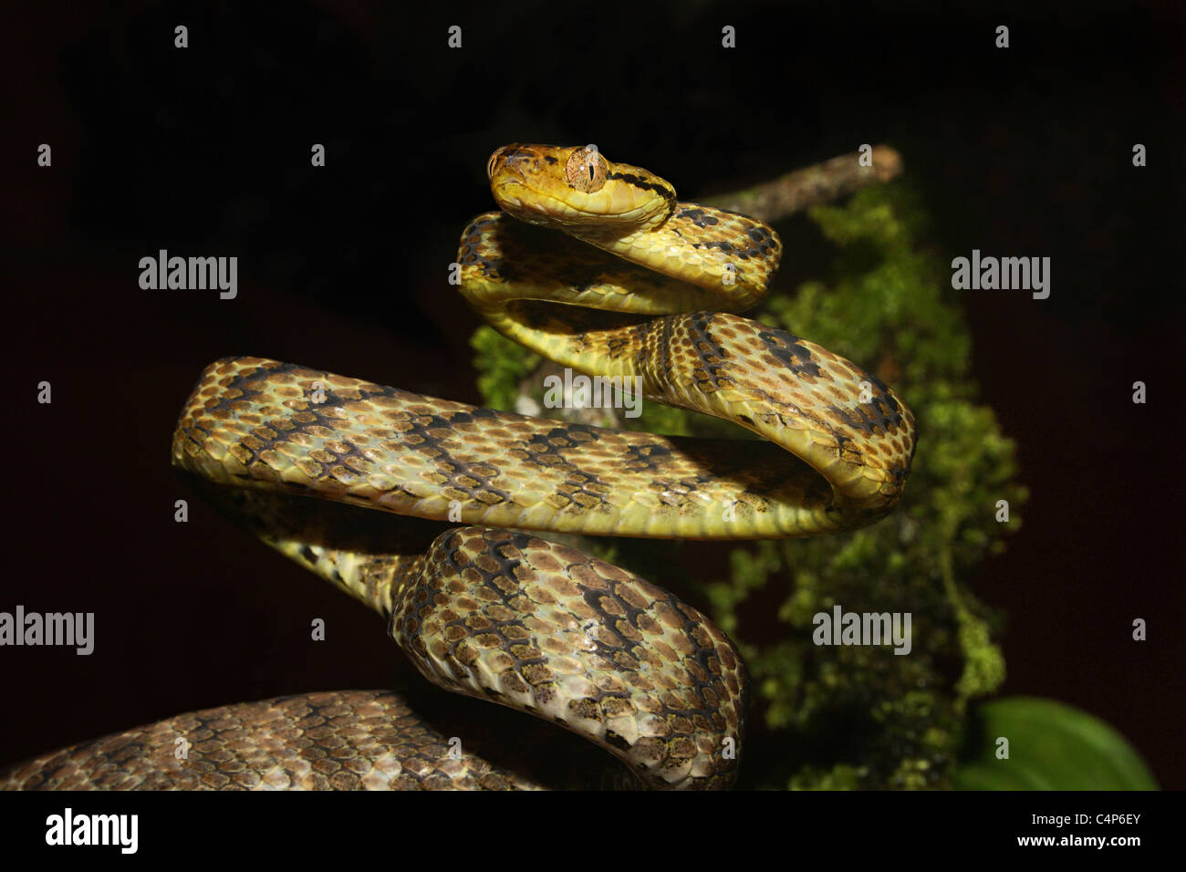 COMMON CAT SNAKE Boiga trigonata Mildly Venomous, Common. Indian Gamma ...