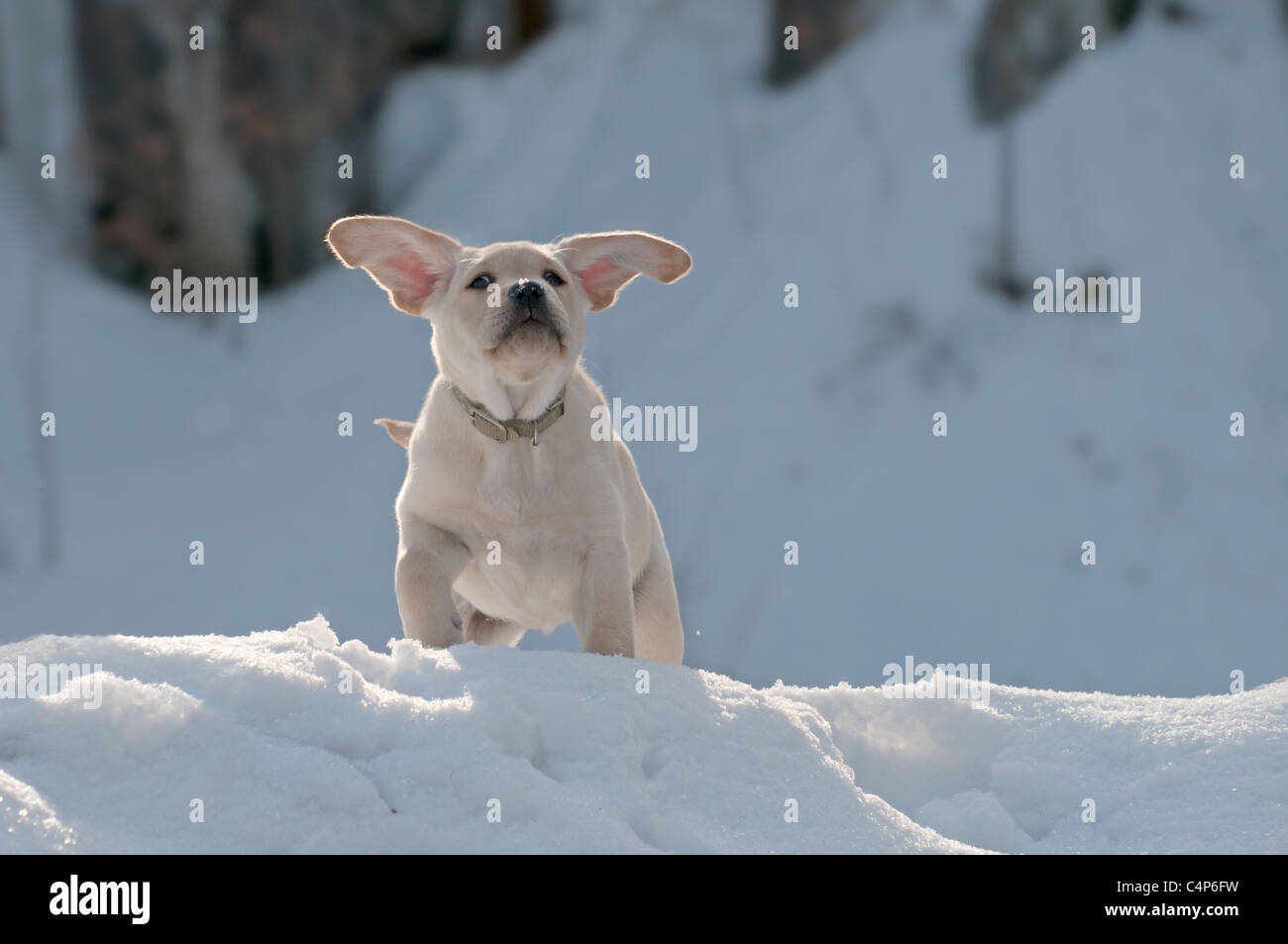 Dog ears blowing hi-res stock photography and images - Alamy