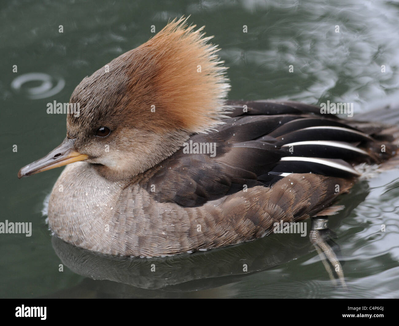 Hooded Merganser Hen