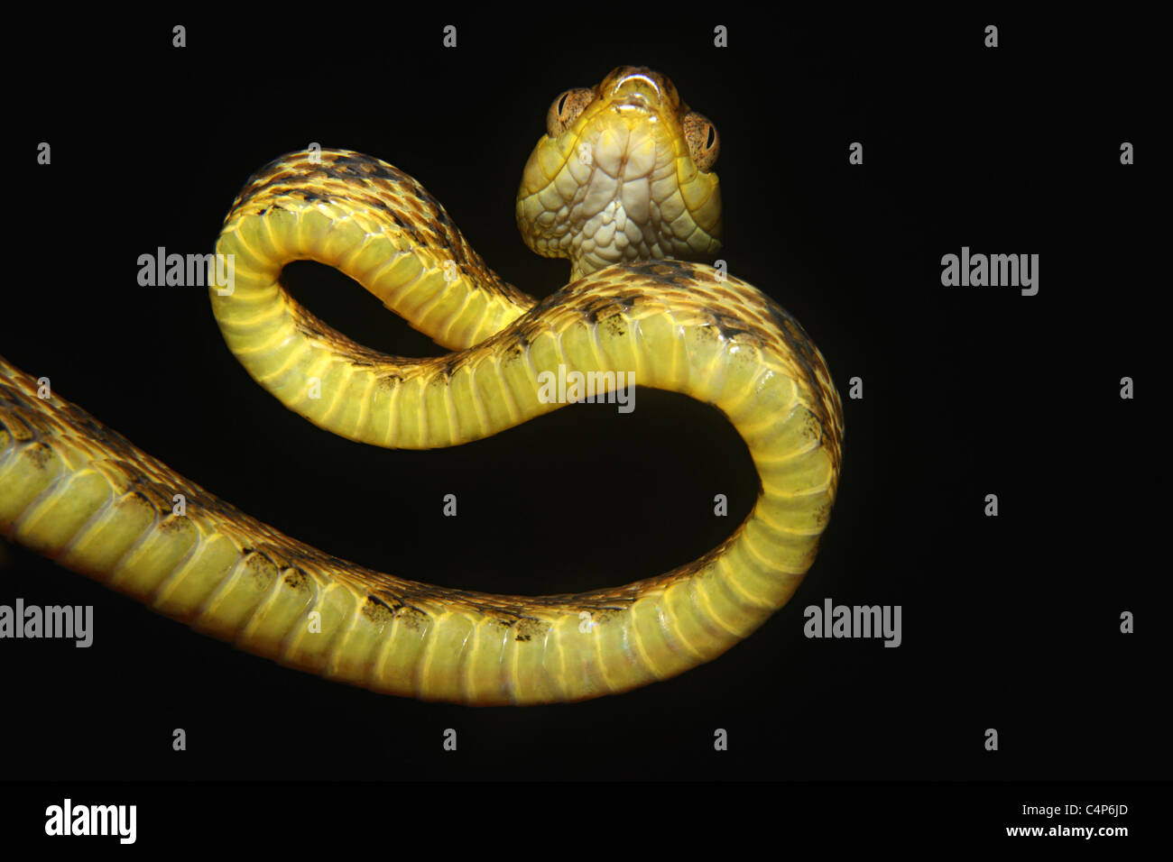 COMMON CAT SNAKE Boiga trigonata Mildly Venomous, Common. Indian Gamma ...