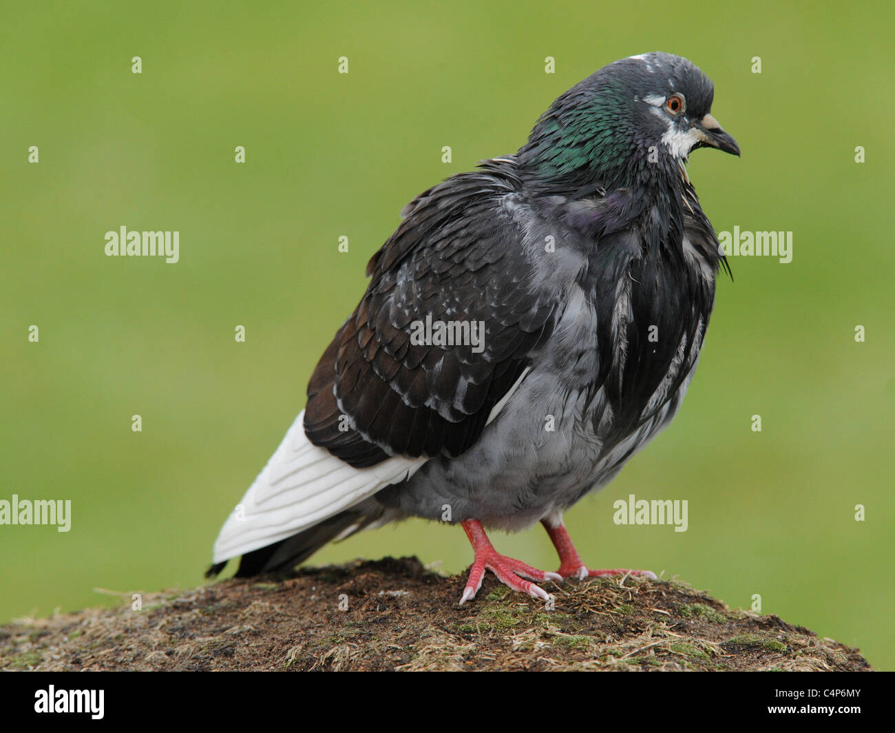 Obese Pigeon