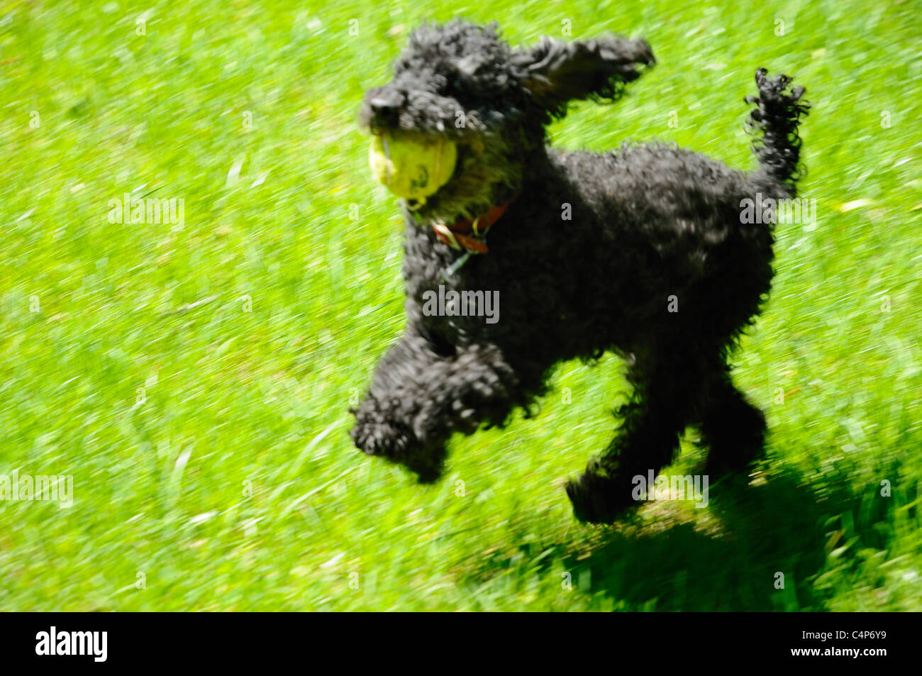 Intentionally blurred black long haired Toy Poodle named Jake playing ...