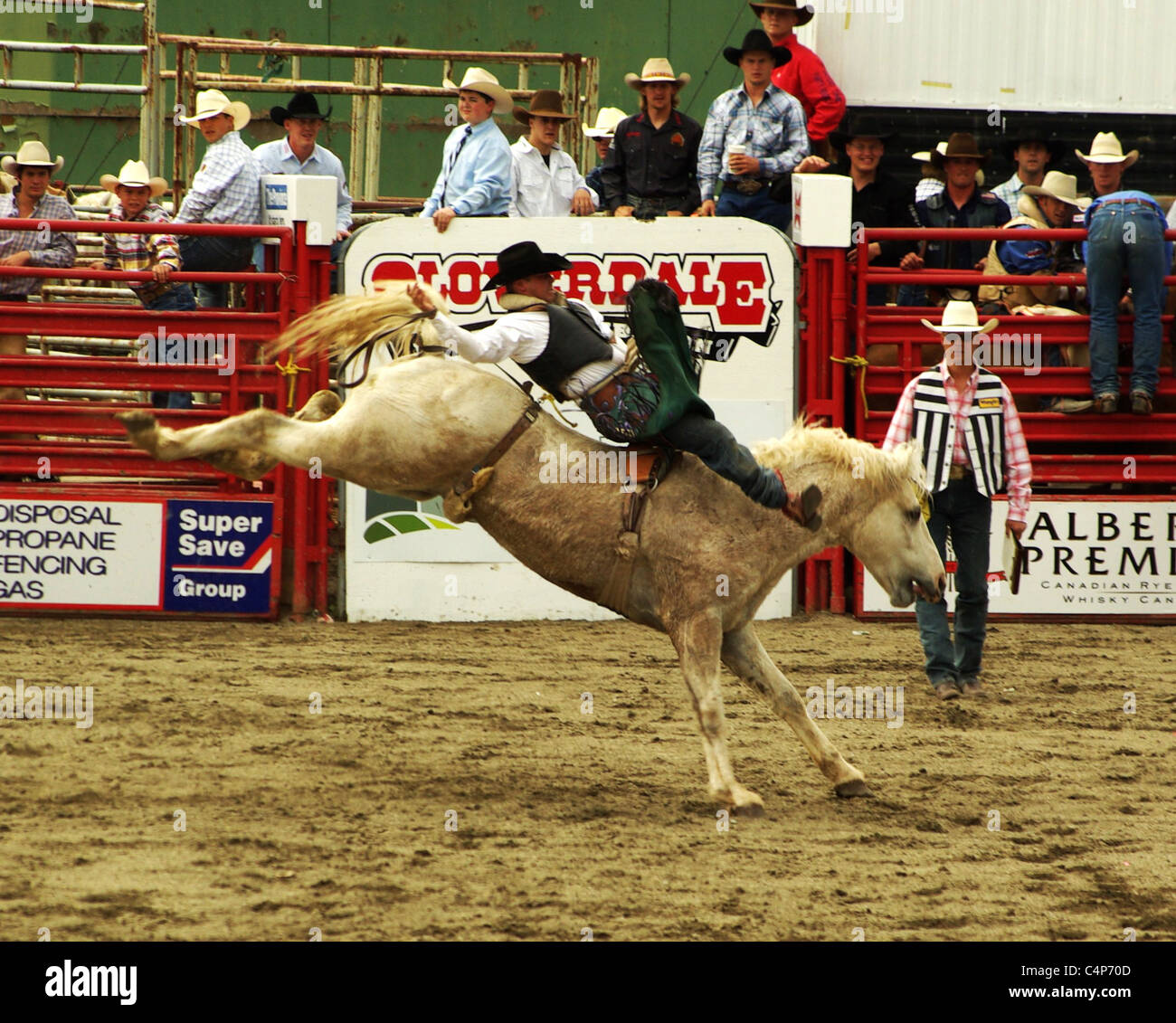 Cowboy riding bucking bronco during Cloverdale Rodeo, Cloverdale, B.C ...