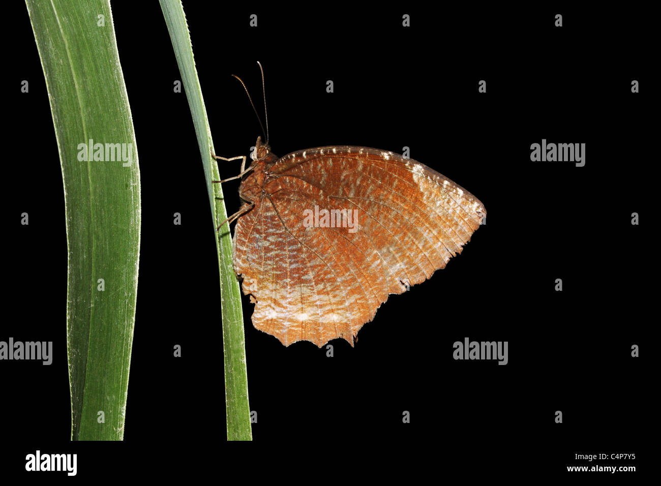 Elymnias hypermnestra hi-res stock photography and images - Alamy