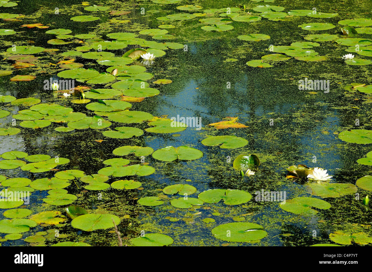 Lily Pads Floating On River High Resolution Stock Photography and Images - Alamy