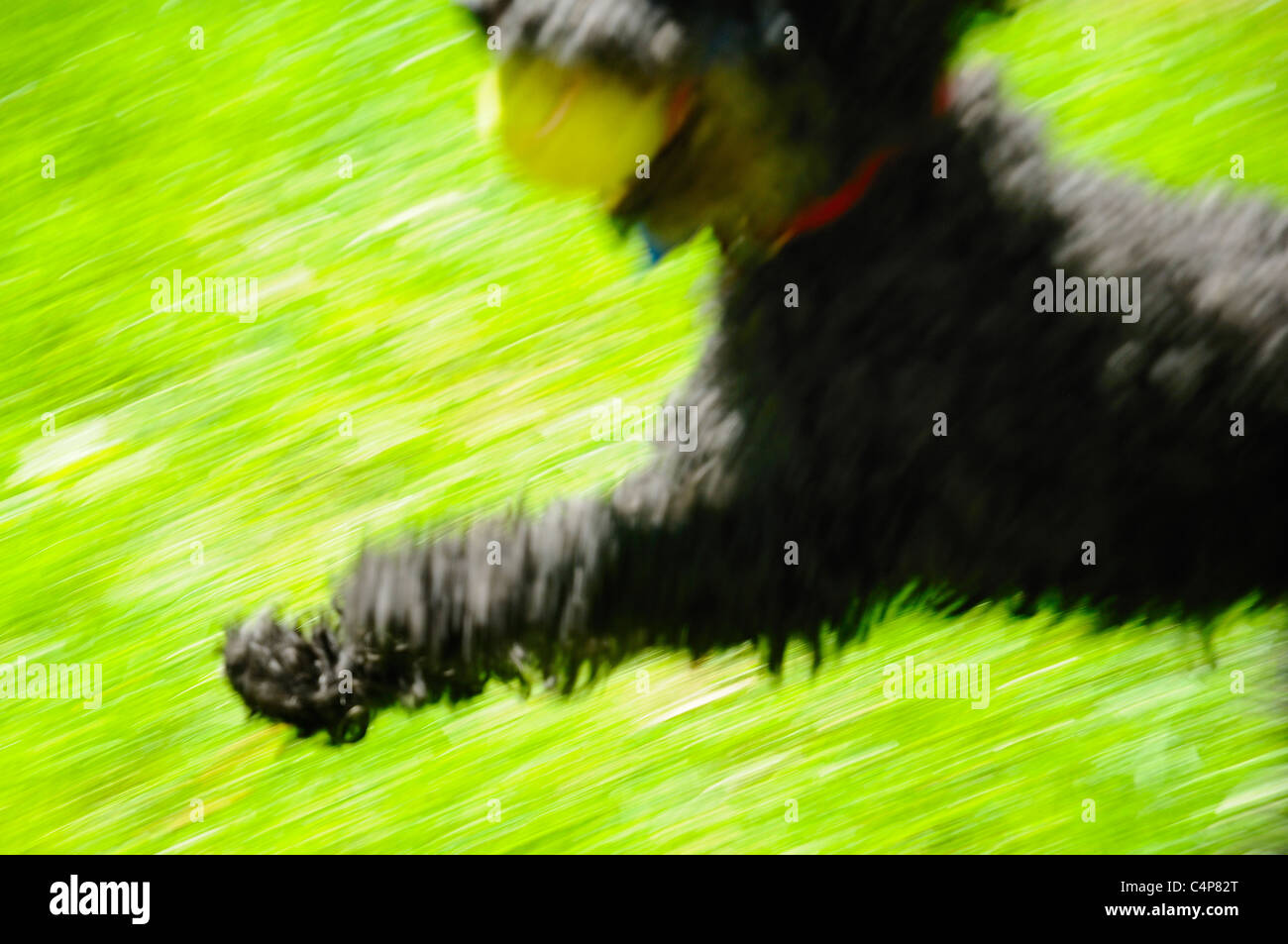 Intentionally blurred black long haired Toy Poodle named Jake playing ...