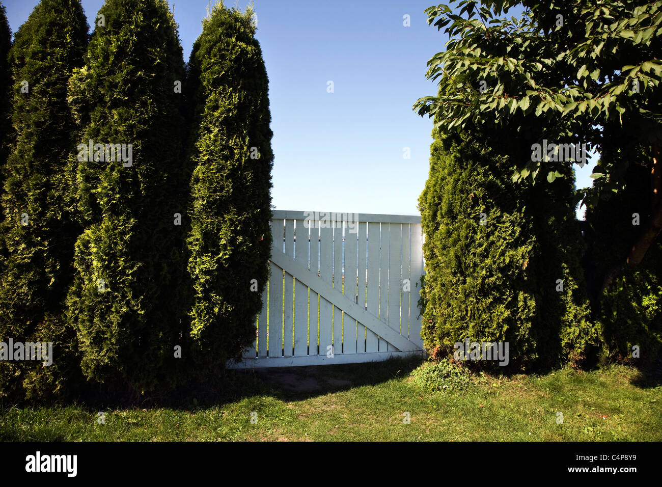 A gate between tall hedges Stock Photo - Alamy