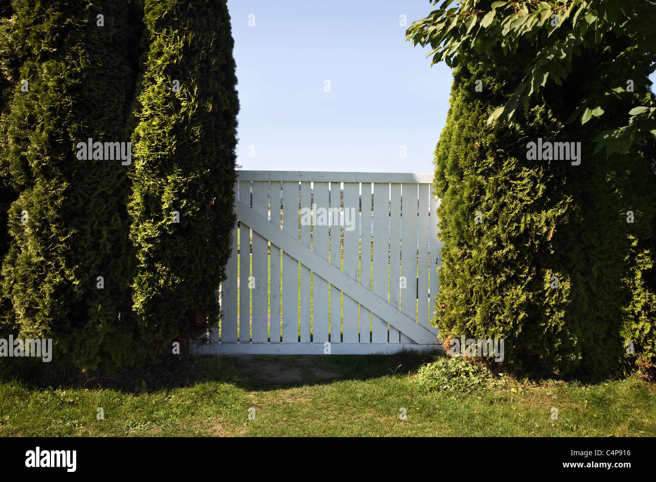 A gate between tall hedges Stock Photo - Alamy