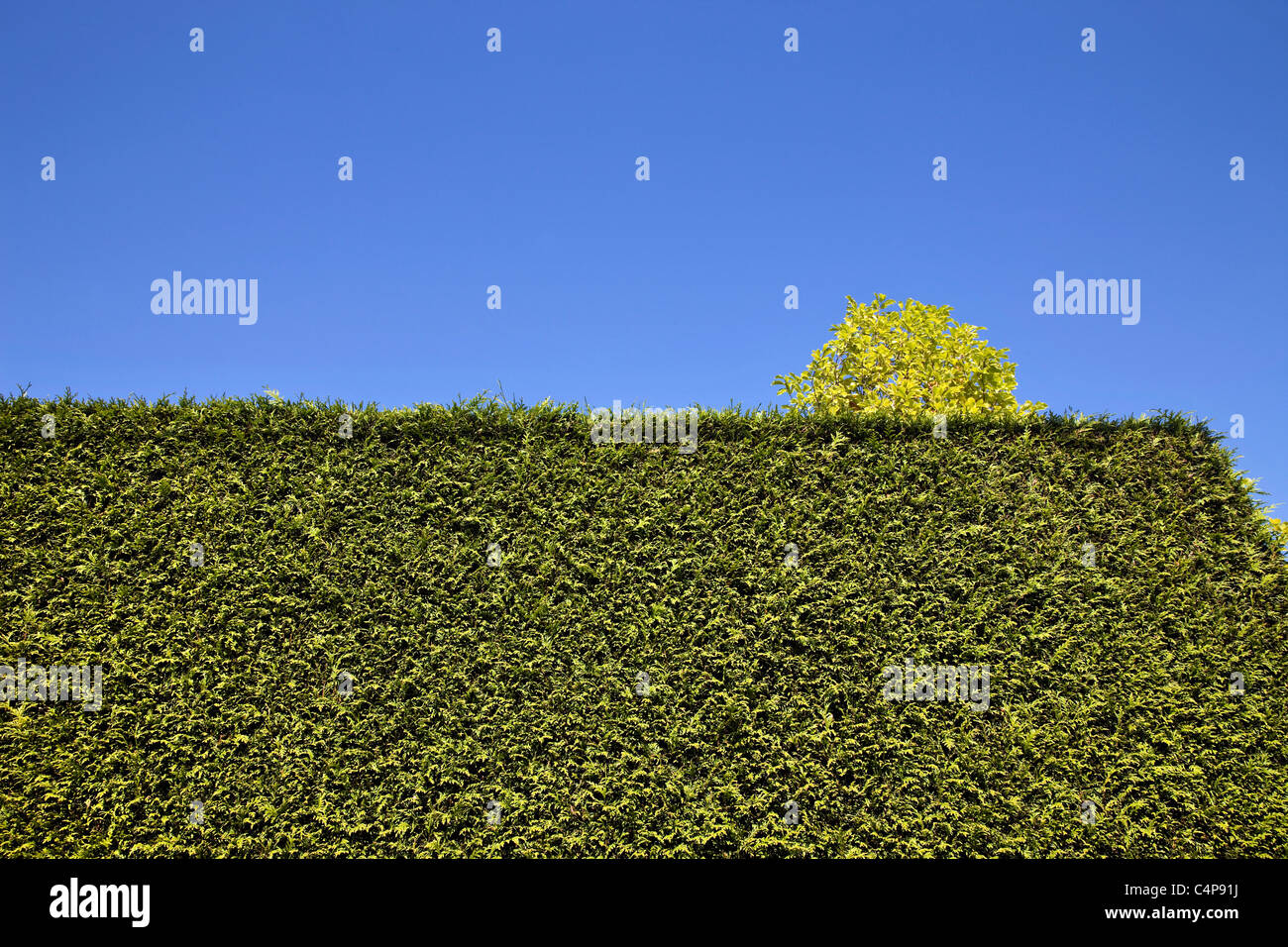 Very tall hedge hi-res stock photography and images - Alamy