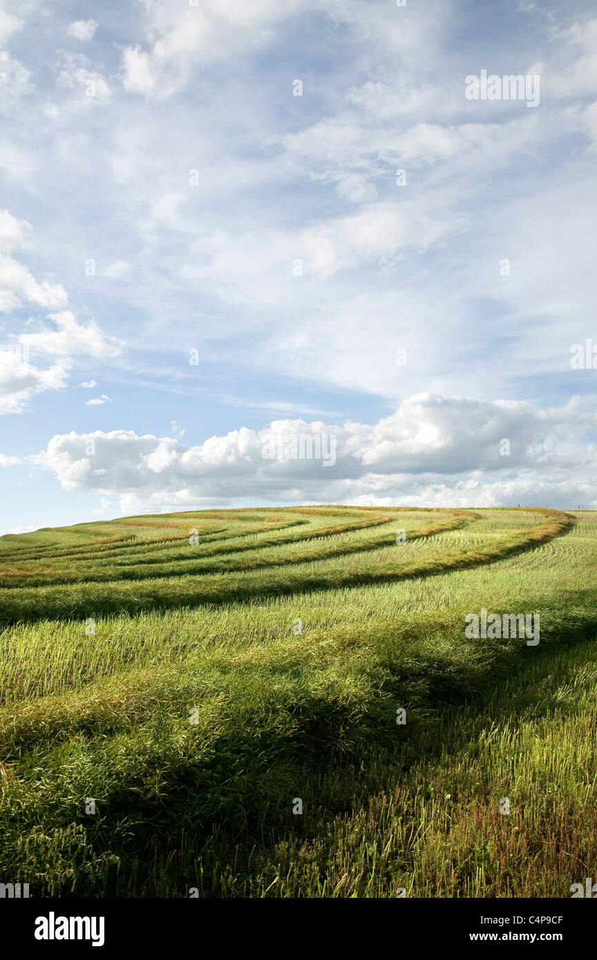 Prairie field, Saskatchewan, Canada Stock Photo - Alamy